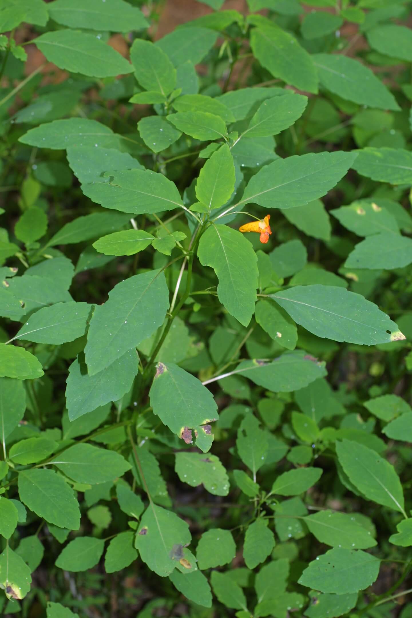 Invasive Species | Chilterns Chalk Stream Project