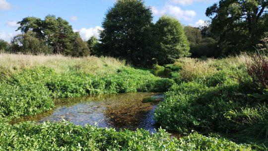 Chalk Streams | Protecting the Chilterns' globally rare chalk streams ...