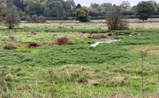 Chilterns Chalk Stream Project | Protecting the Chilterns' globally ...